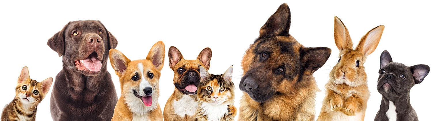 Smart Pet Care Made Simple – Happy Pets, Happy You!🐾CutePetHut